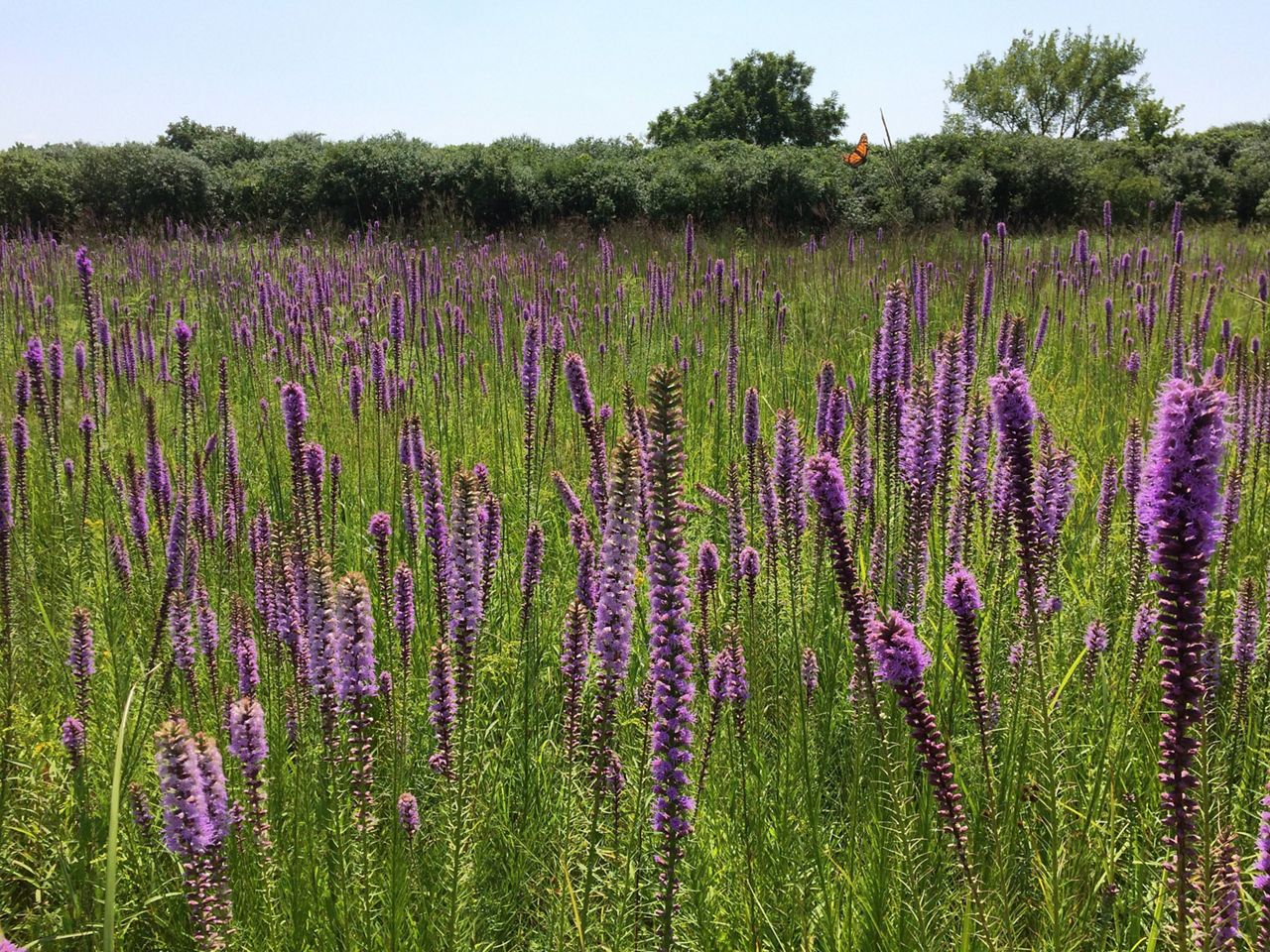 Visit TNC's Indian Boundary Prairies in Illinois