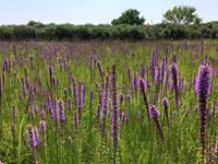 Visit TNC's Indian Boundary Prairies in Illinois