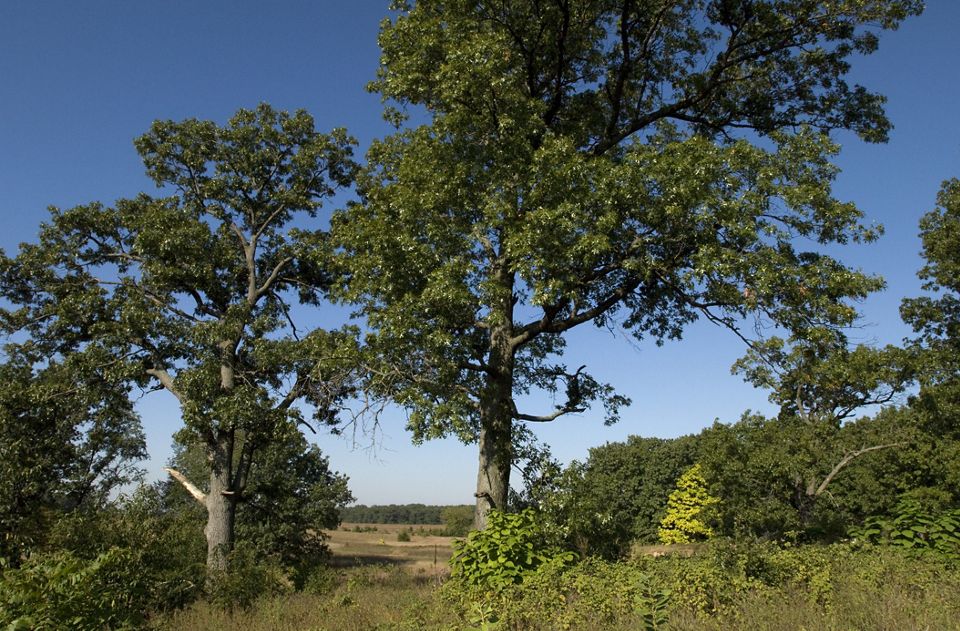 Kankakee Sands in Illinois | The Nature Conservancy in Illinois