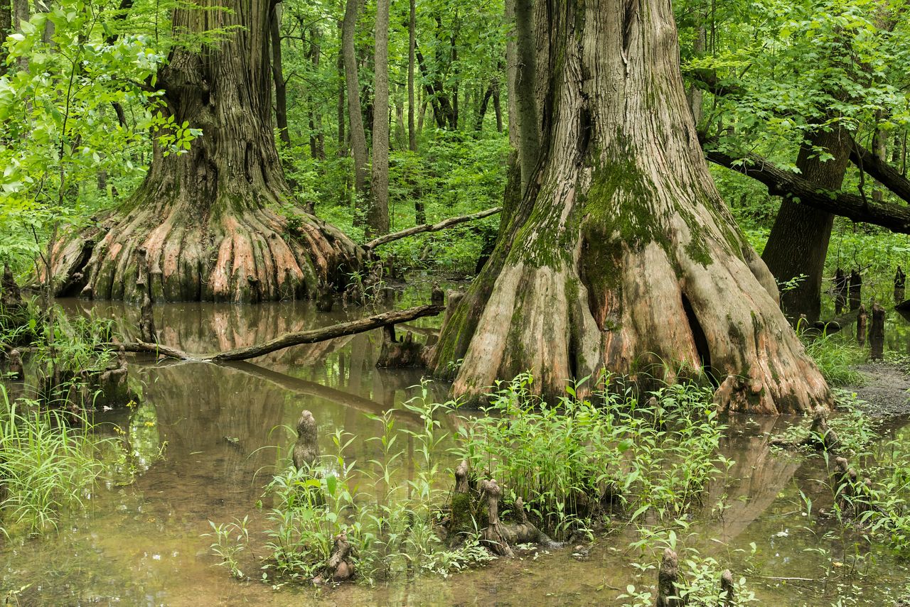 Cache River Wetlands | The Nature Conservancy in Illinois