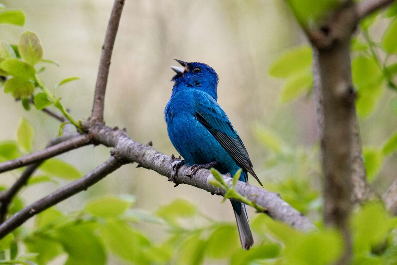 Midwest Migratory Birds | The Nature Conservancy