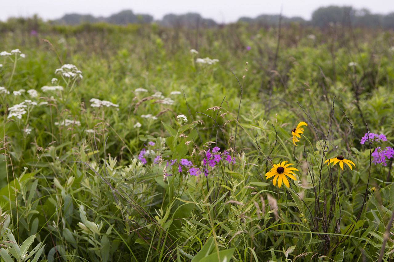 Visit TNC's Indian Boundary Prairies in Illinois