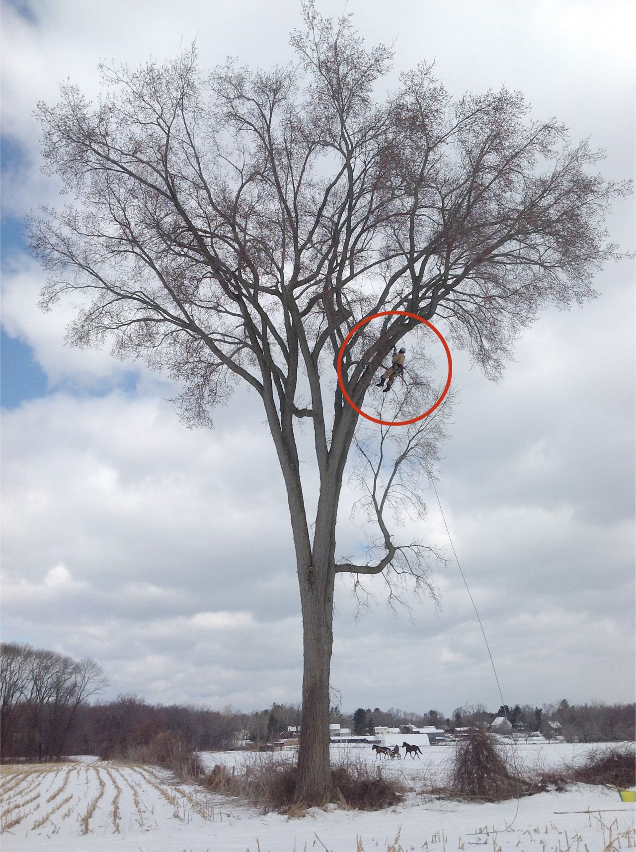 Racing to Save North America's Trees from Pests and Pathogens