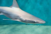 Sharks of New Jersey and How We’re Restoring Habitat