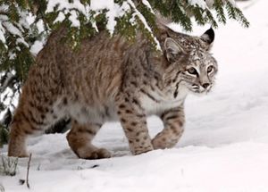 The Nature Conservancy in Kentucky