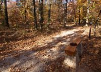 Keystone Ancient Forest Preserve | TNC