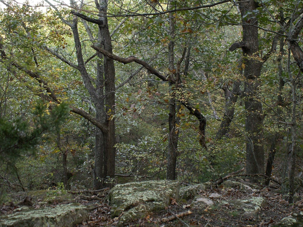 Keystone Ancient Forest Preserve | TNC