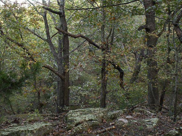 Keystone Ancient Forest Preserve | TNC