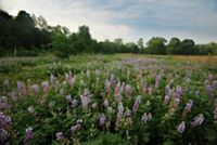 Ohio Endangered Species We're Protecting | The Nature Conservancy