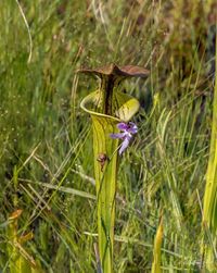 Green Swamp Preserve | The Nature Conservancy in NC