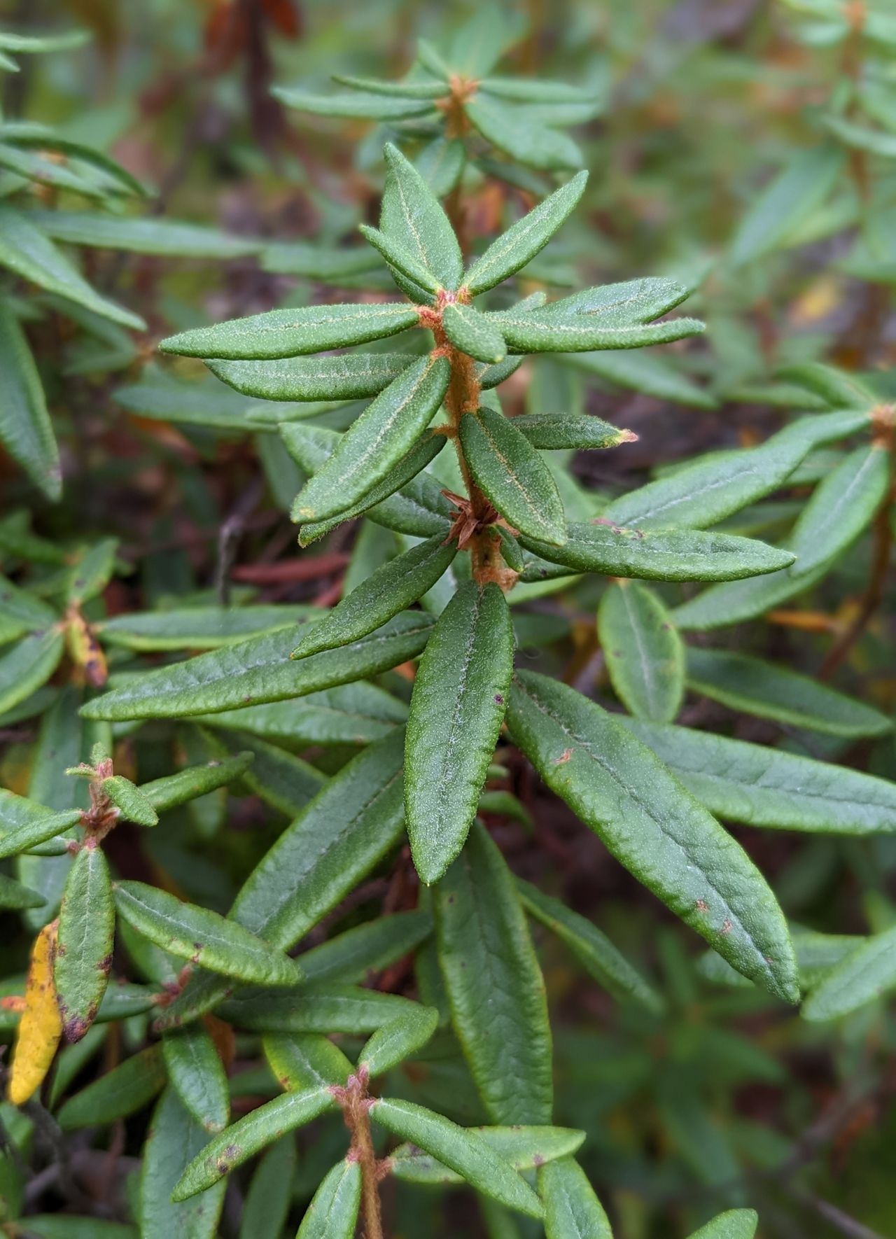 Restoring Minnesota’s Peatlands for Climate & Water