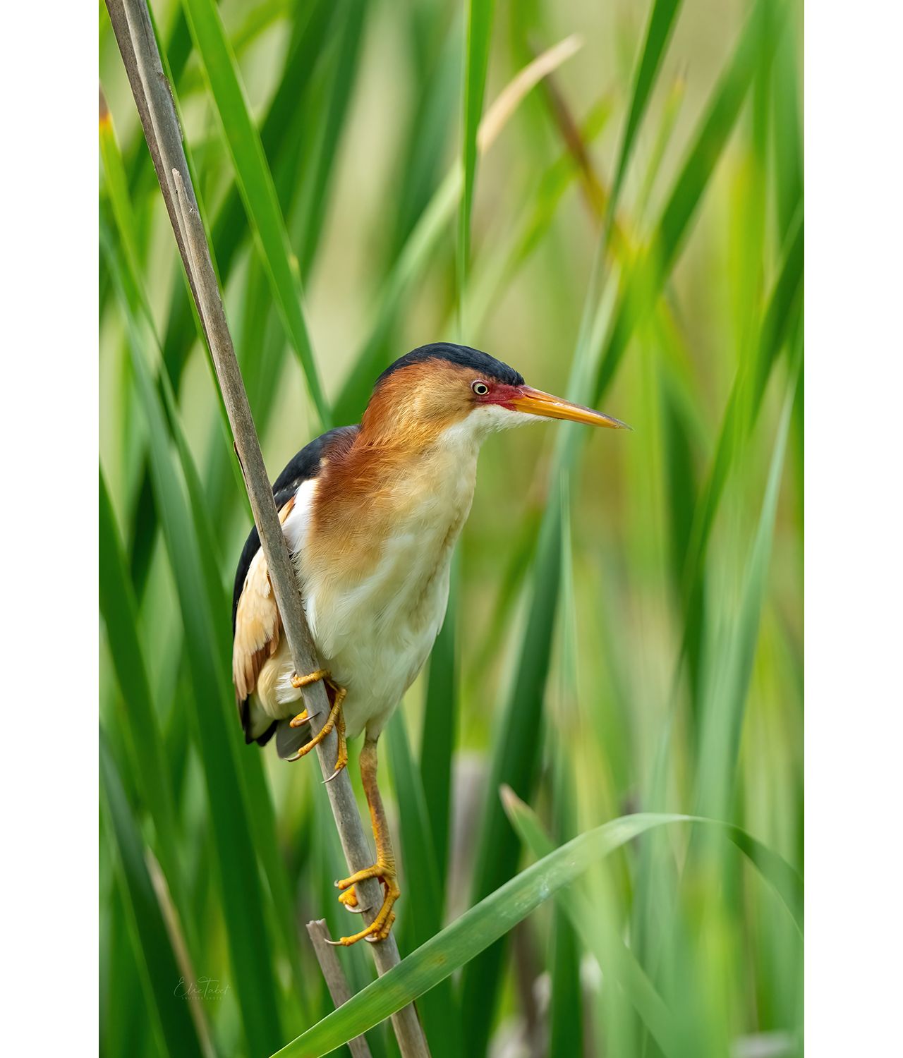 The Wabash River | The Nature Conservancy