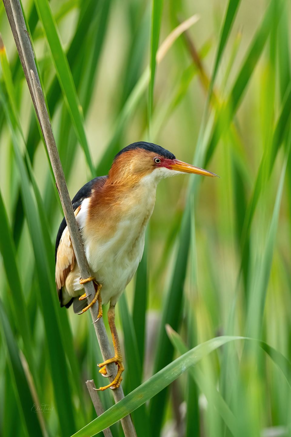 The Wabash River | The Nature Conservancy