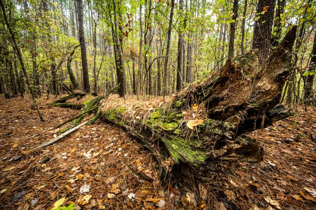 Lennox Woods Preserve | The Nature Conservancy