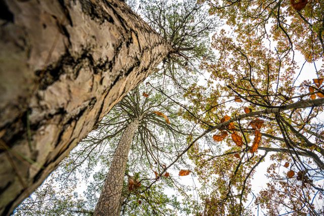 Lennox Woods Preserve | The Nature Conservancy