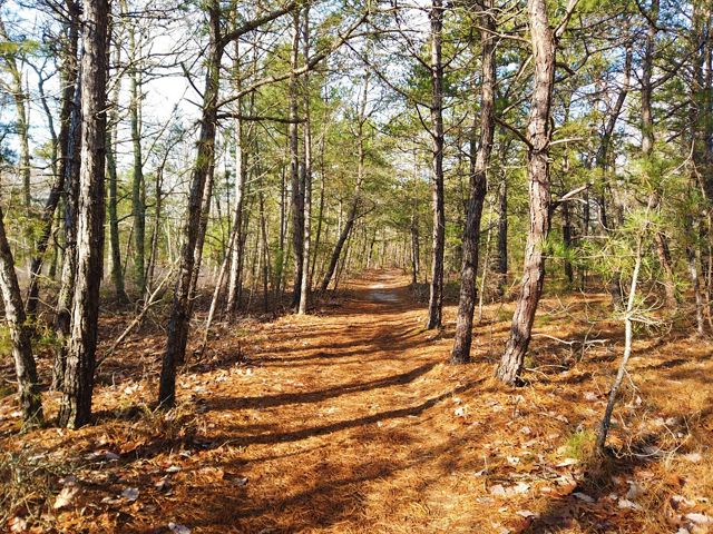 Lizard Tail Swamp Preserve | The Nature Conservancy in New Jersey