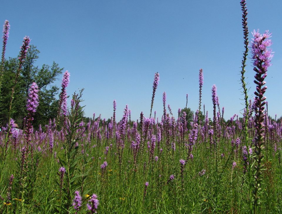 Ohio Wildflowers to Find All Year Long | The Nature Conservancy