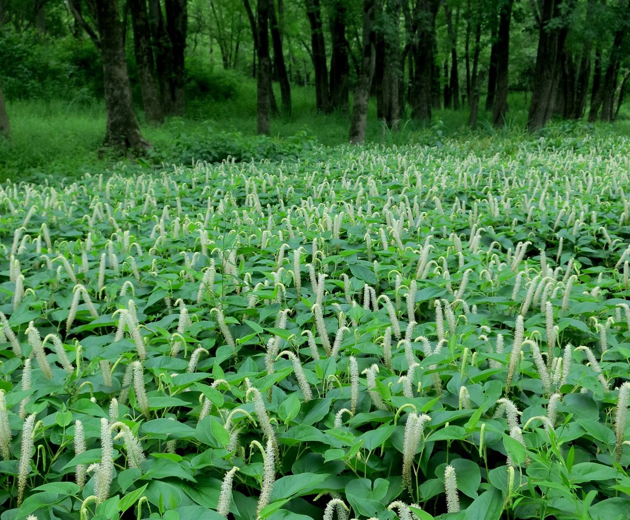 Morgan Swamp Preserve | The Nature Conservancy in Ohio