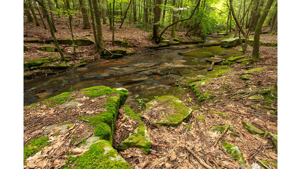 Bridgestone Nature Reserve at Chestnut Mountain