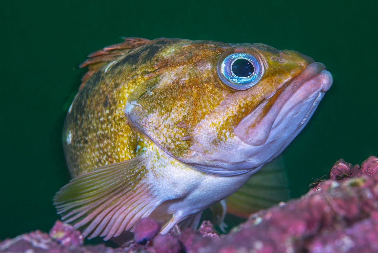 The Humboldt Current, a sea full of life to feed the planet