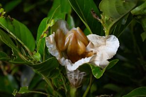 ¿Ranas polinizadoras? I The Nature Conservancy