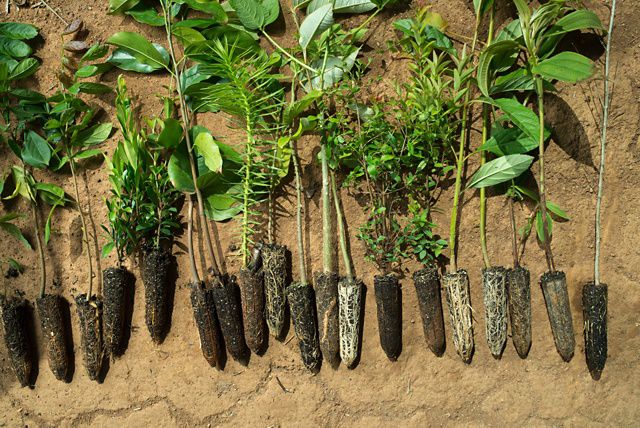 Plant A Billion Atlantic Forest | The Nature Conservancy