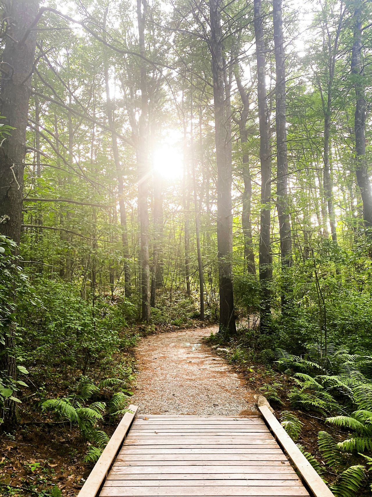 Manchester Cedar Swamp Preserve | The Nature Conservancy in NH