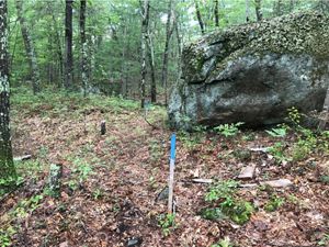 Manchester Cedar Swamp Preserve | The Nature Conservancy in NH