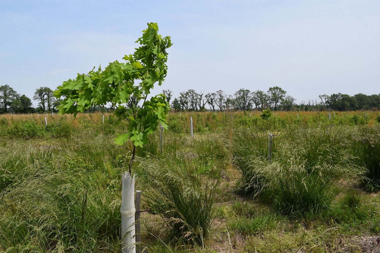 Edward H. McCabe Nature Preserve | The Nature Conservancy in DE