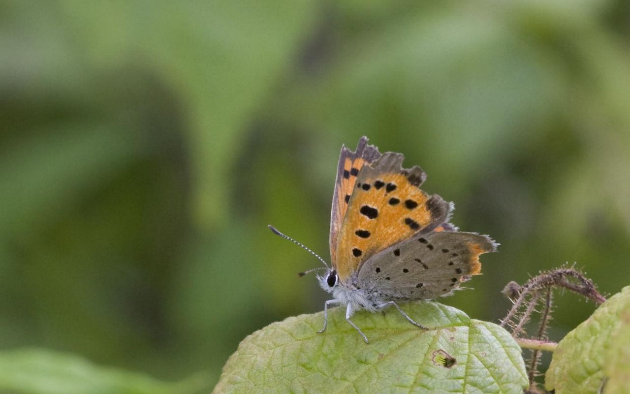 Spring Green Preserve | The Nature Conservancy in Wisconsin
