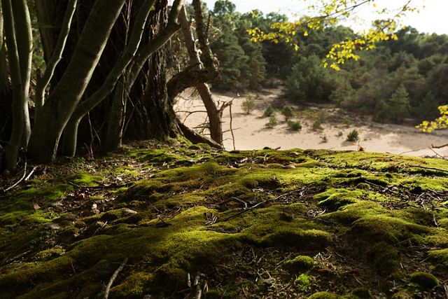 Ross Coastal Plain Marsh Preserve | The Nature Conservancy in MI
