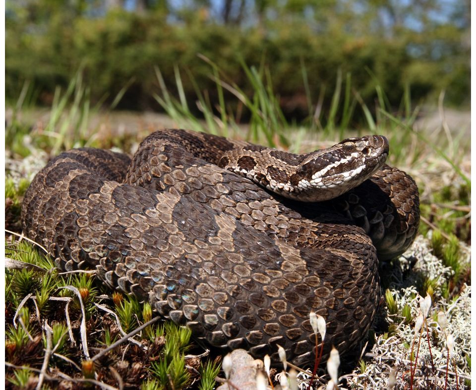 Protecting Habitat for the Rare Mitchell's Satyr Butterfly | TNC