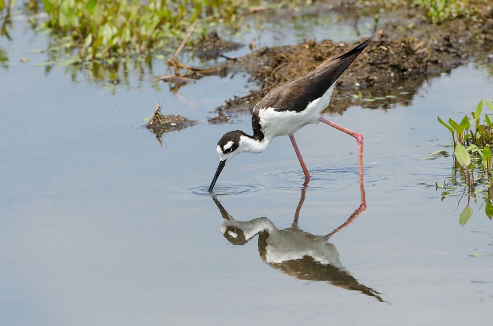 Midewin National Tallgrass Prairie | The Nature Conservancy in IL