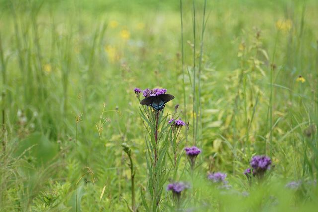 Midewin National Tallgrass Prairie | The Nature Conservancy in IL