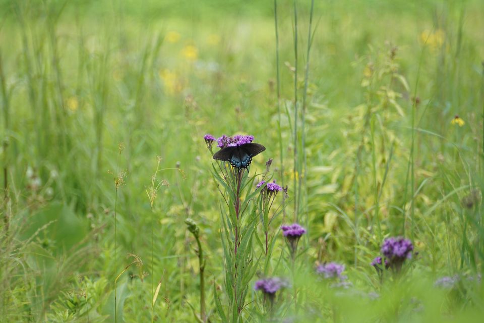 Midewin National Tallgrass Prairie | The Nature Conservancy in IL