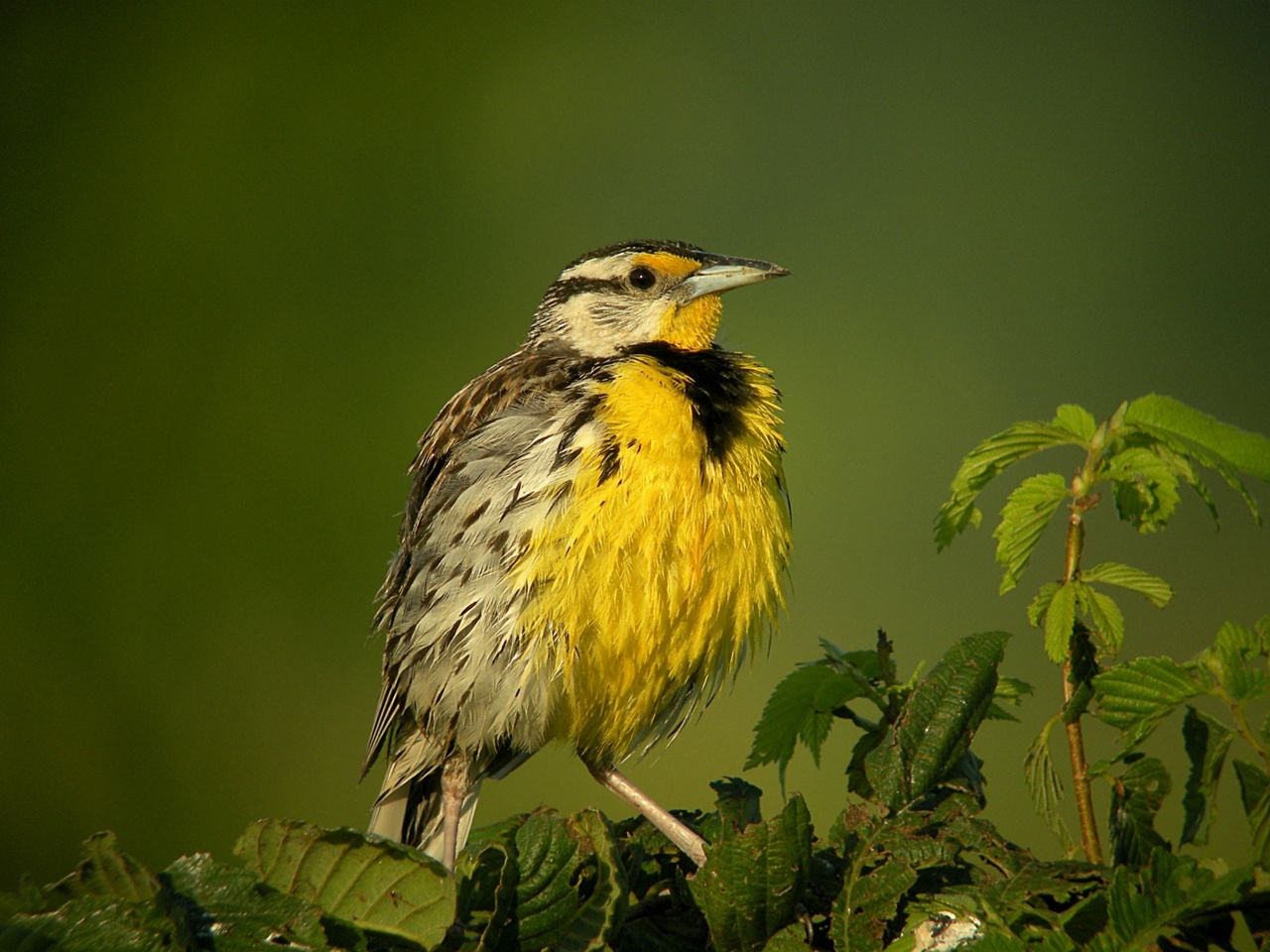 Midewin National Tallgrass Prairie | The Nature Conservancy in IL
