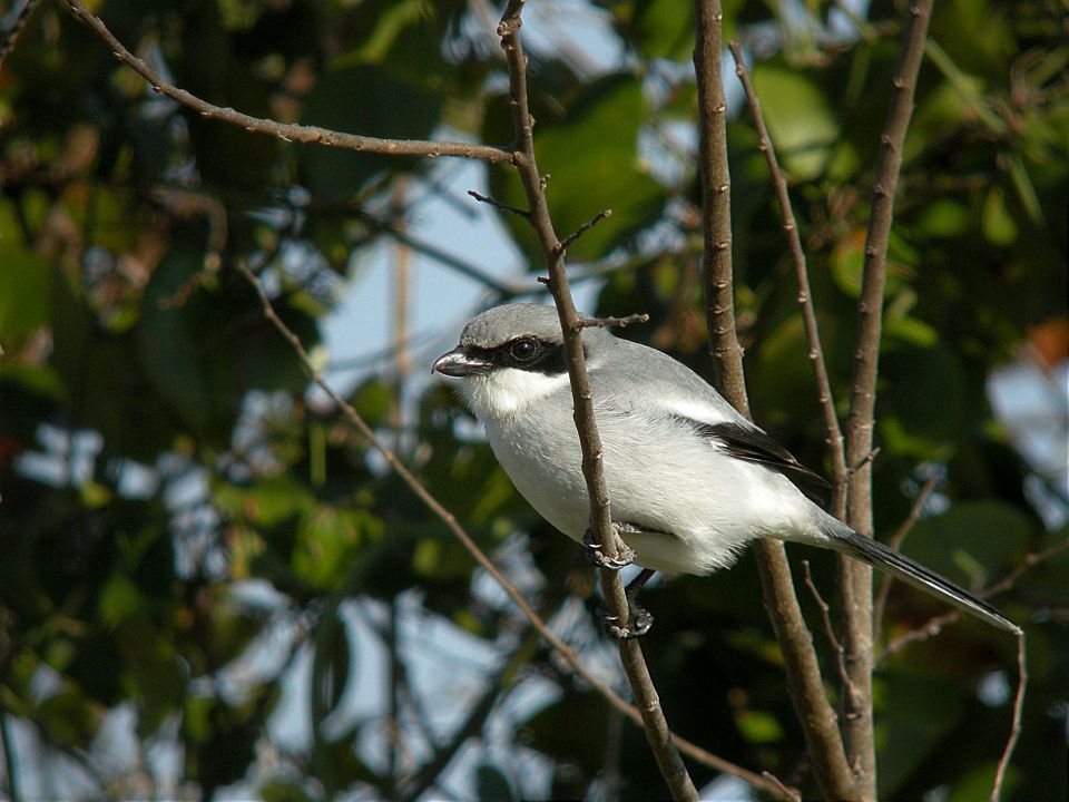 Midewin National Tallgrass Prairie | The Nature Conservancy in IL