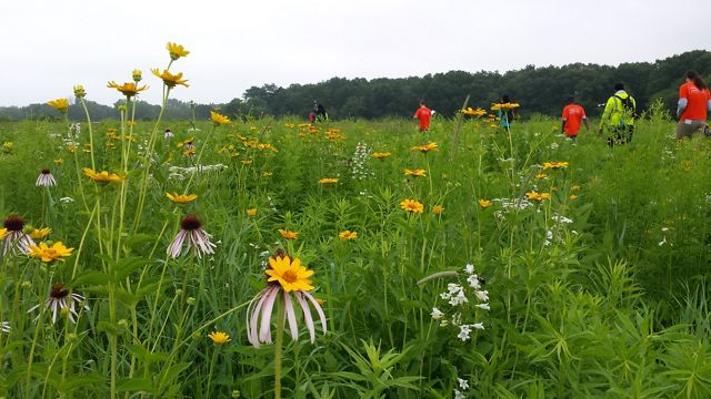 Midewin National Tallgrass Prairie | The Nature Conservancy in IL