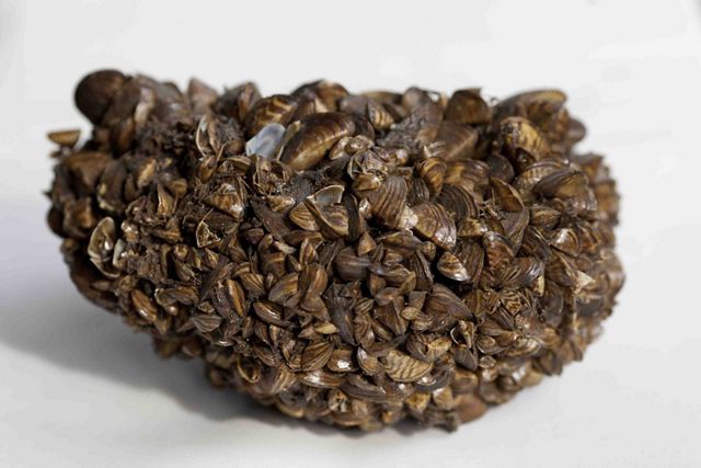 Unwelcome in Ohio: Invasive Species and TNC's Work Against Them