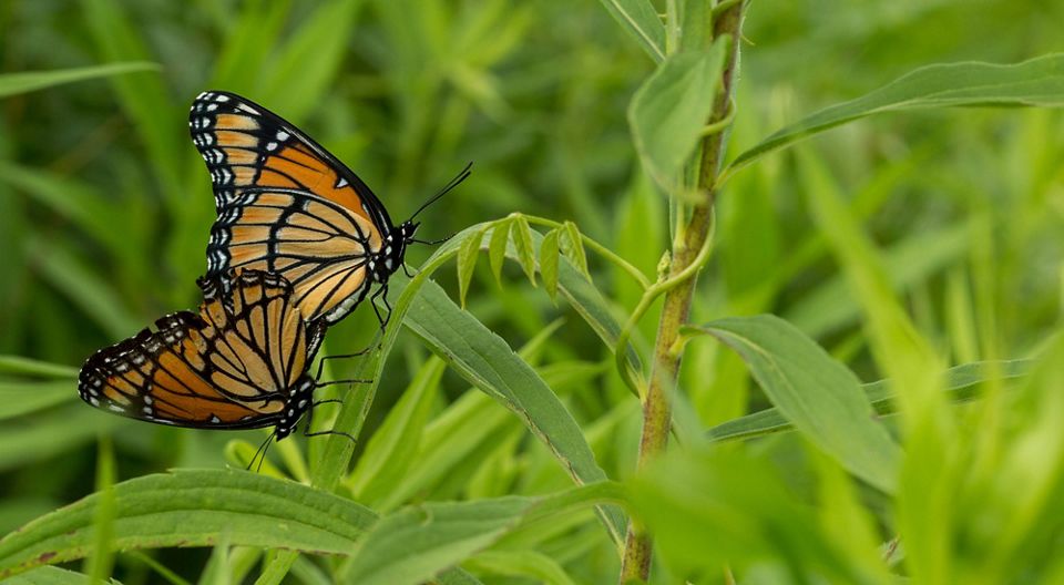 Protecting Habitat for the Rare Mitchell's Satyr Butterfly | TNC