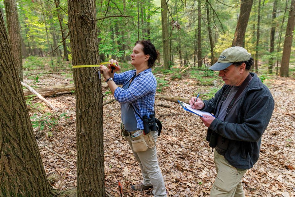 Racing to Save North America's Trees from Pests and Pathogens