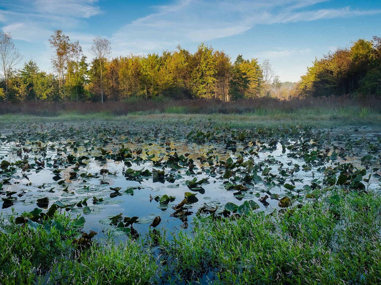 Morgan Swamp Preserve | The Nature Conservancy in Ohio