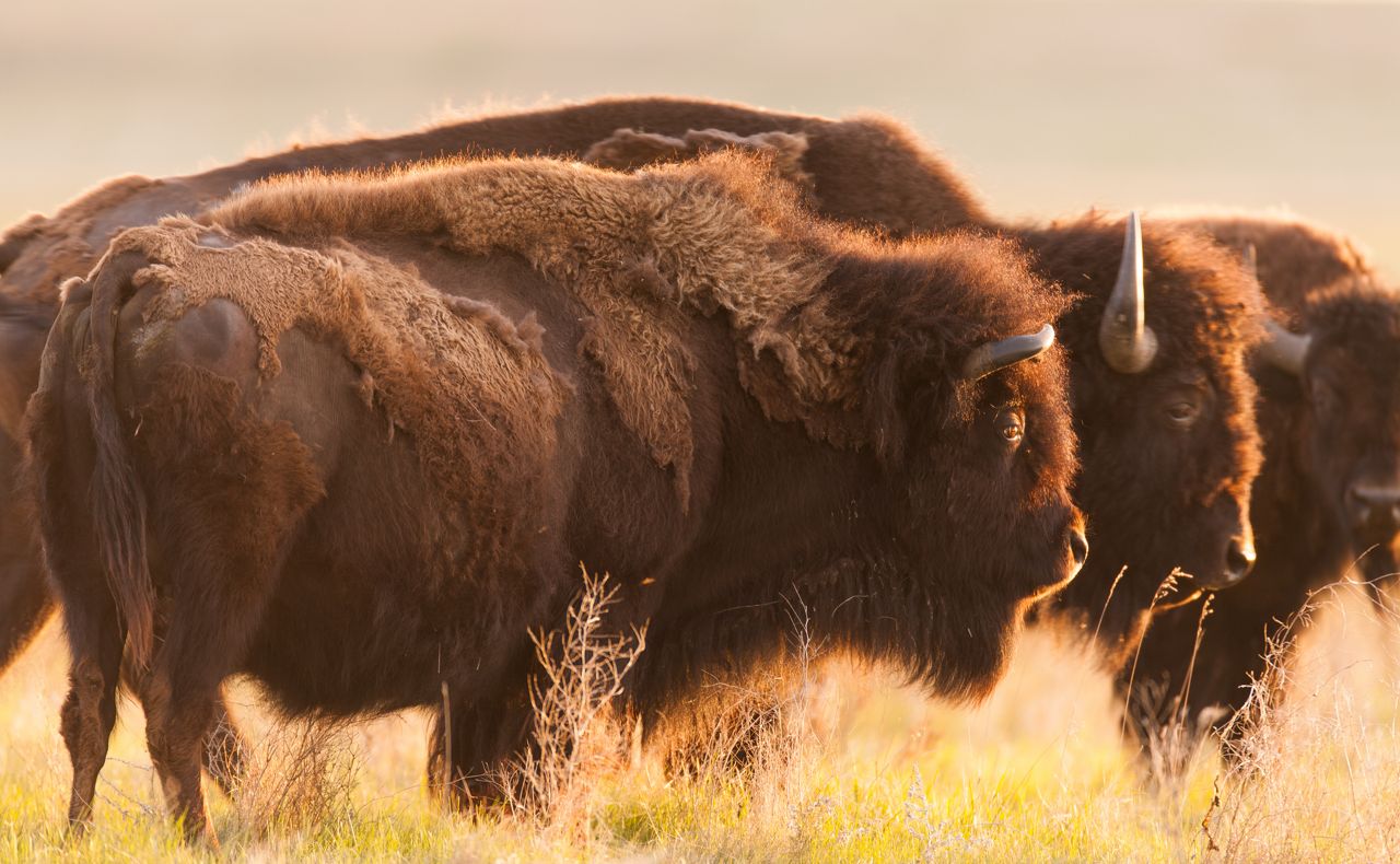 Visit TNC's Cross Ranch Preserve in North Dakota