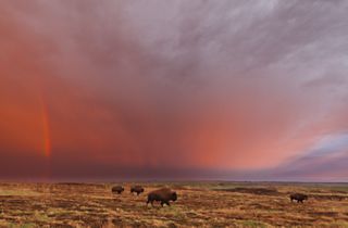 Visit TNC's Cross Ranch Preserve in North Dakota