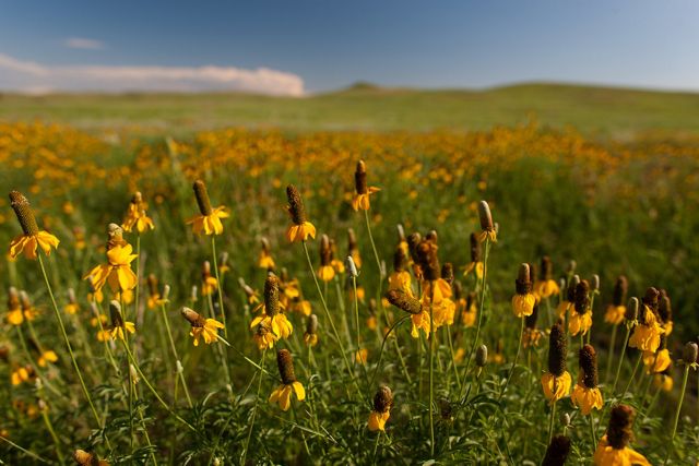 Visit TNC's Cross Ranch Preserve in North Dakota