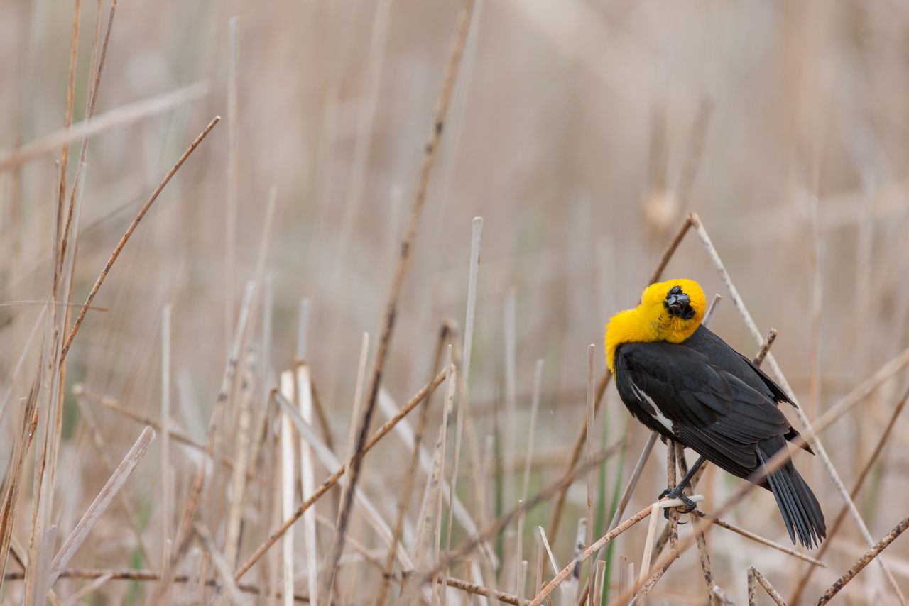 Davis Ranch | The Nature Conservancy in North Dakota