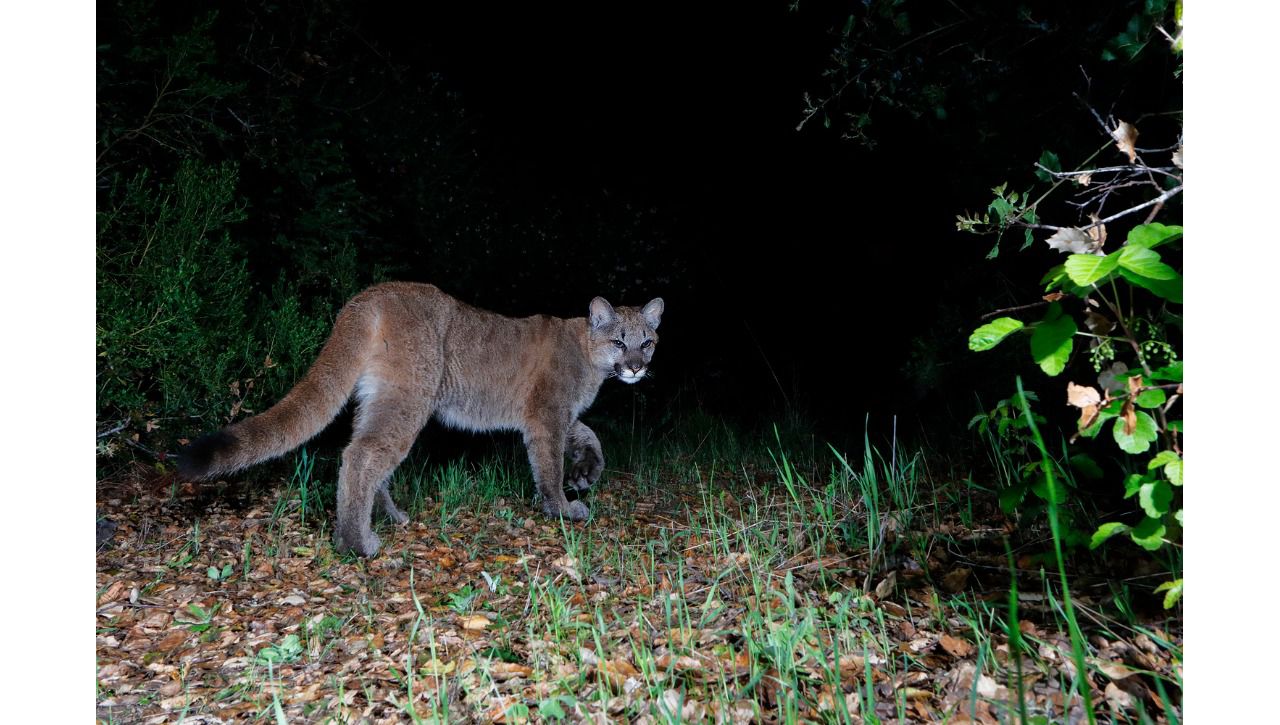 Live Wildlife Cameras and Trail Cams | The Nature Conservancy