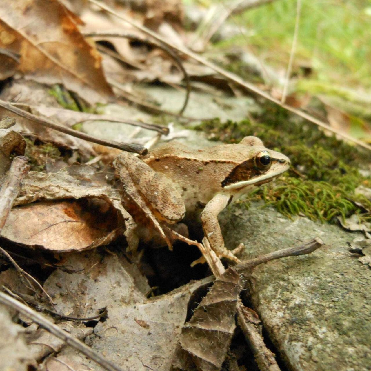 Connecting Midwest Wildlife Corridors | The Nature Conservancy