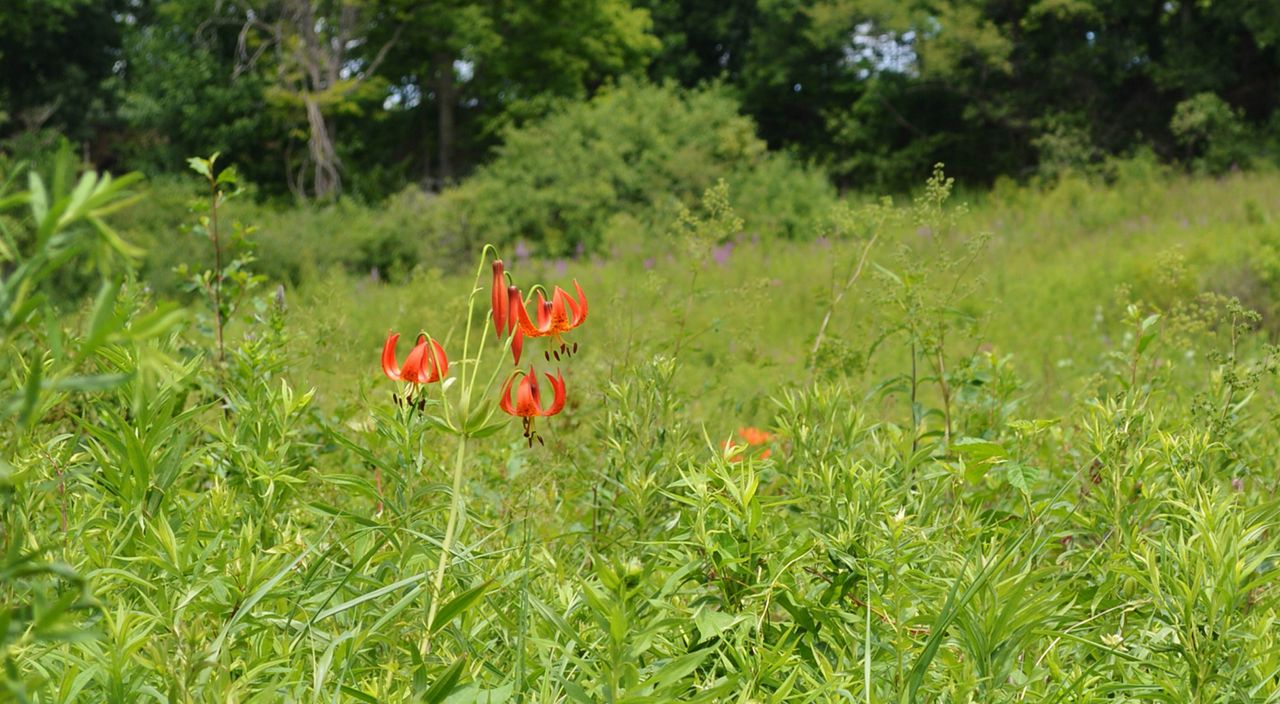 Ives Road Fen Preserve | The Nature Conservancy in Michigan