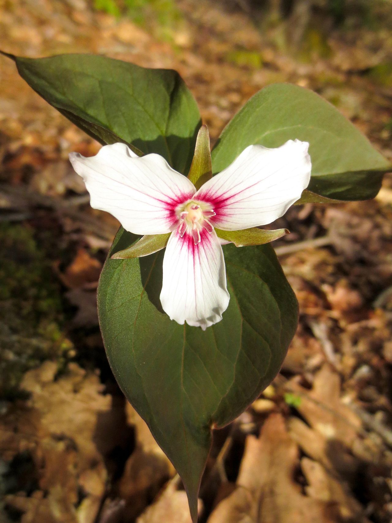 Protecting Native Plants in Ohio | The Nature Conservancy